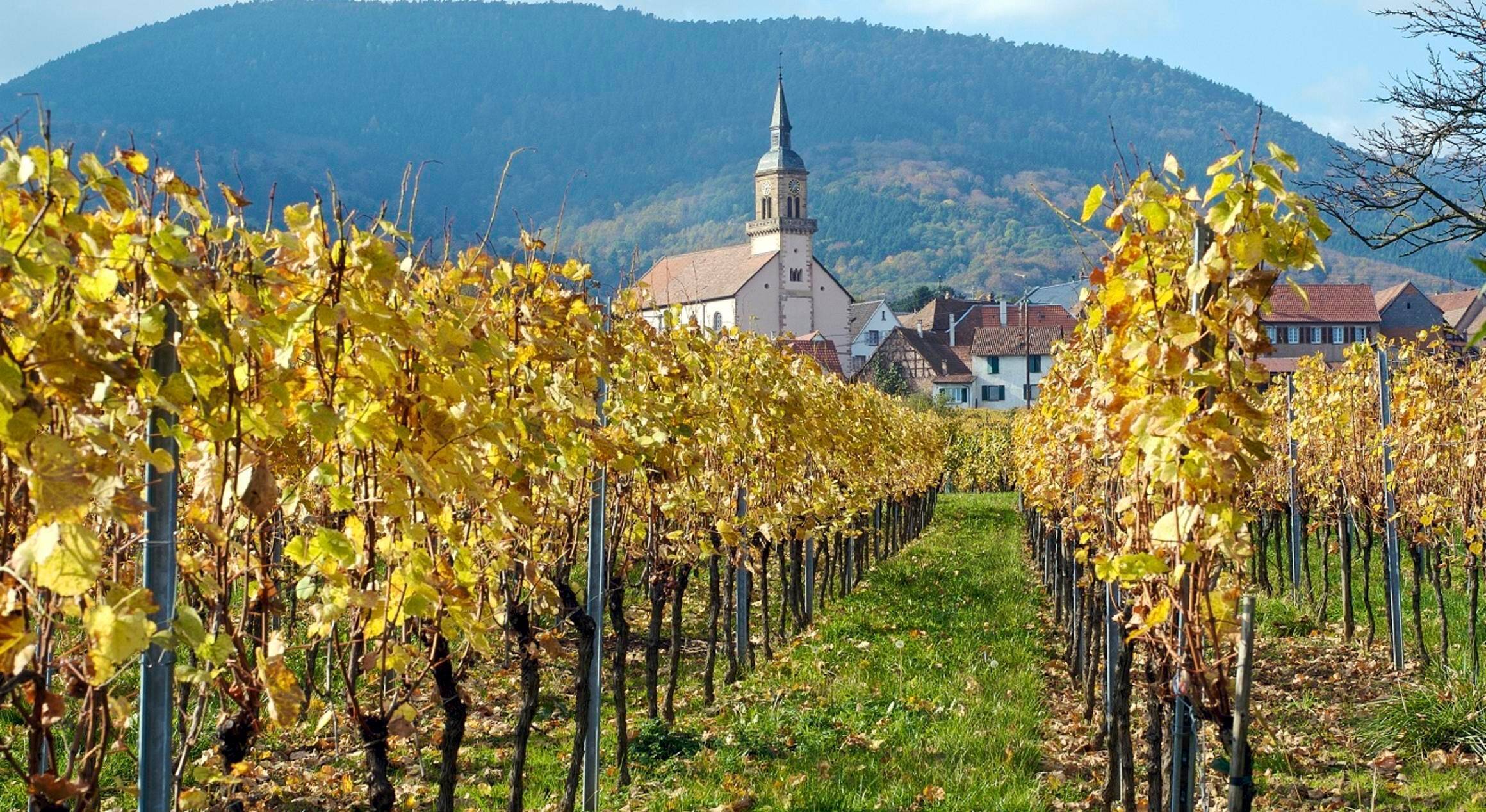 DOMAINE DANIEL RUFF